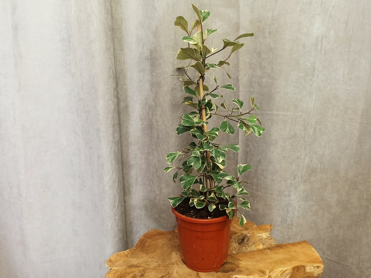FICUS SWEETHEART DON. 17 CM Rośliny od ręki