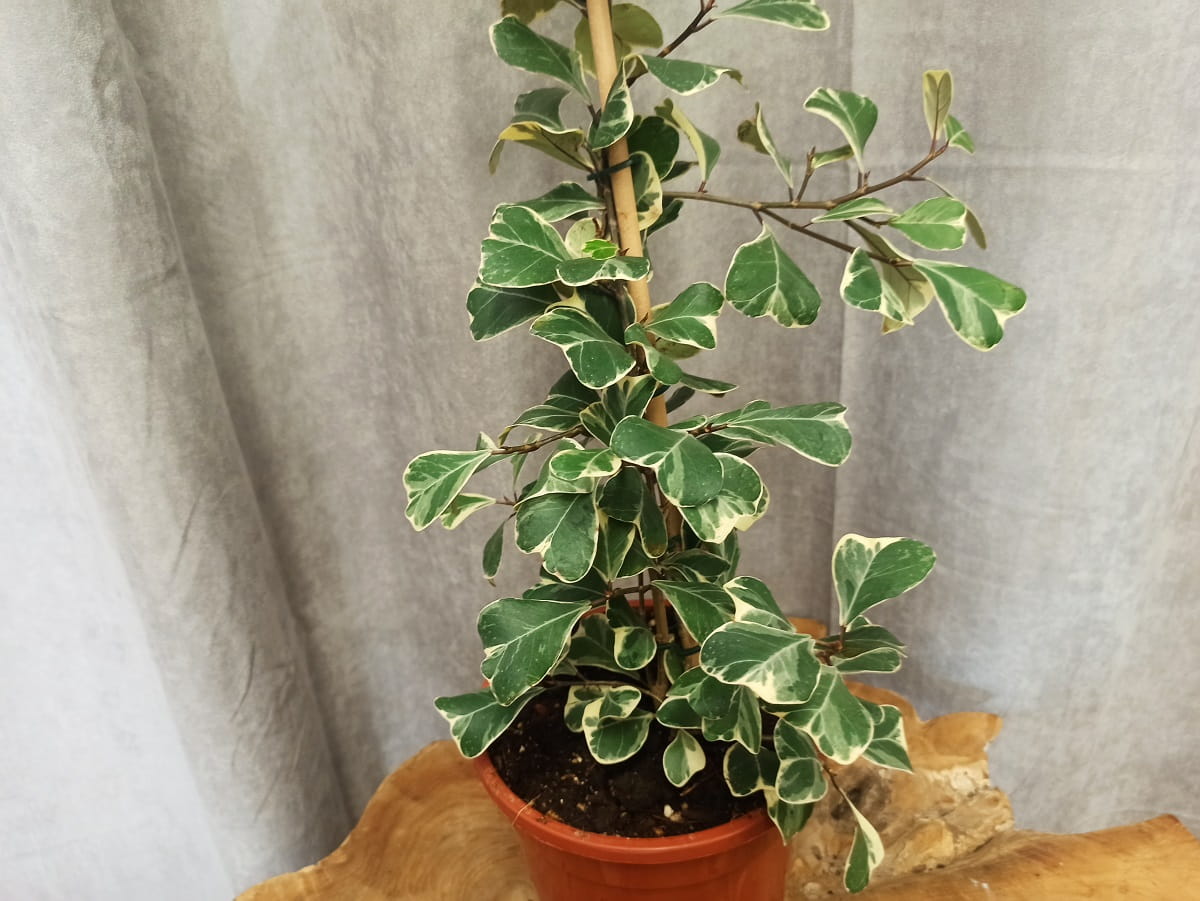FICUS SWEETHEART DON. 17 CM Rośliny od ręki