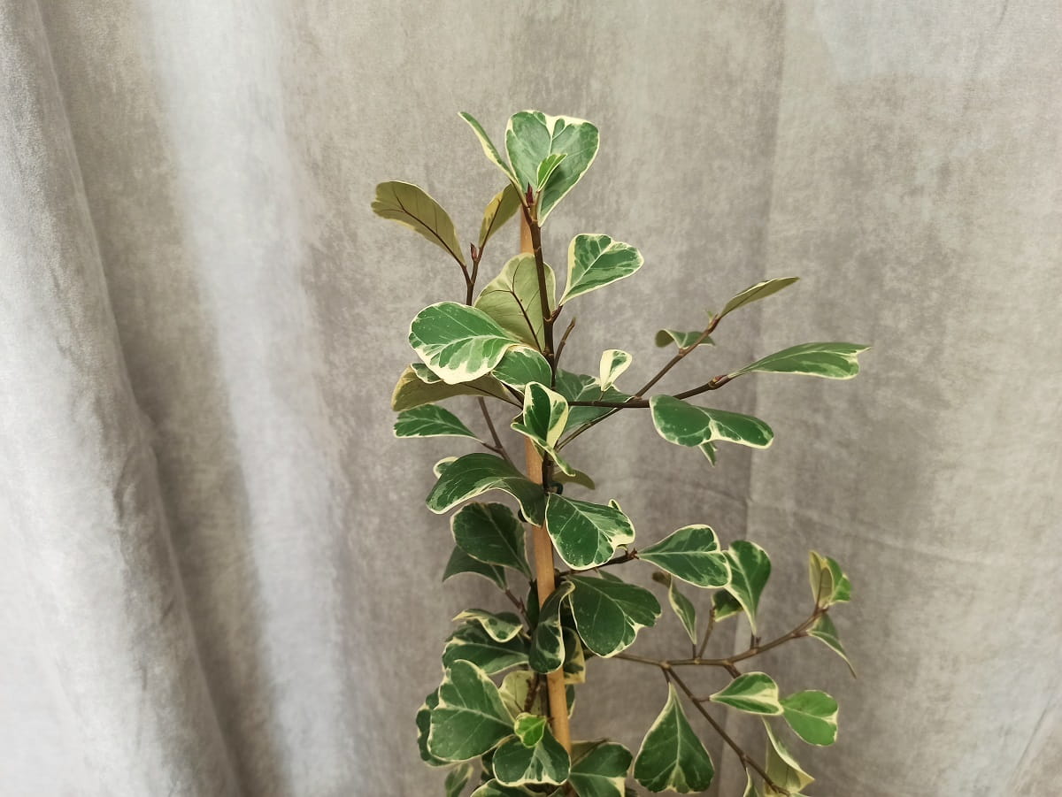 FICUS SWEETHEART DON. 17 CM Rośliny od ręki