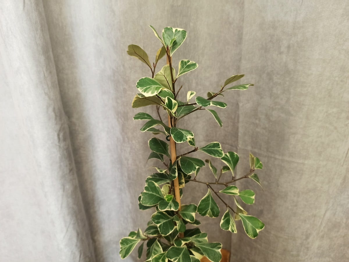 FICUS SWEETHEART DON. 17 CM Rośliny od ręki