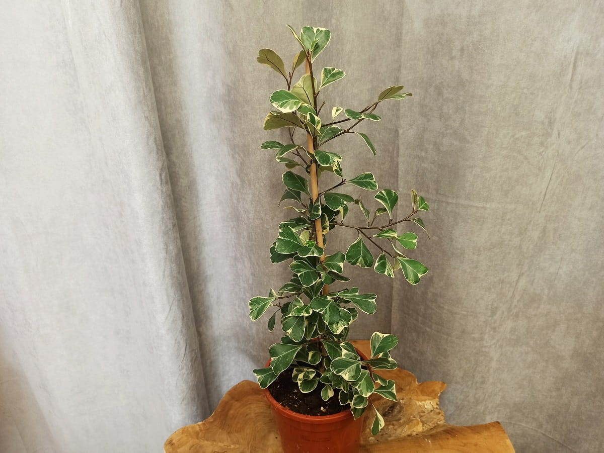 FICUS SWEETHEART DON. 17 CM Rośliny od ręki